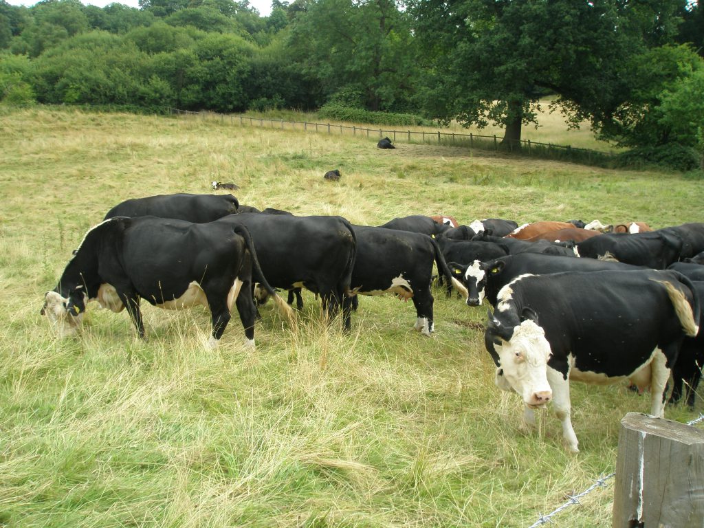 Part Two. Rambling Through the Gardens & Estates of Kent, England ...