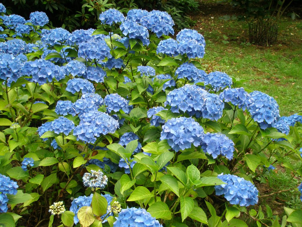 Part Five. Rambling Through the Gardens & Estates of Kent, England ...